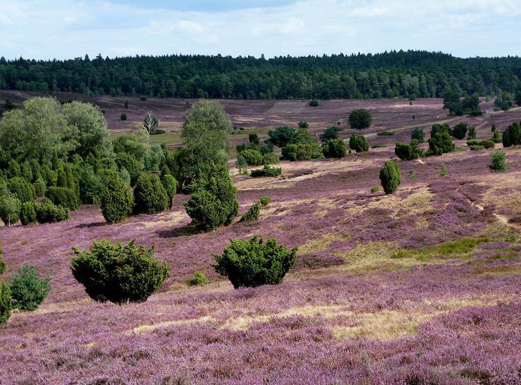 Lüneburger Heide
